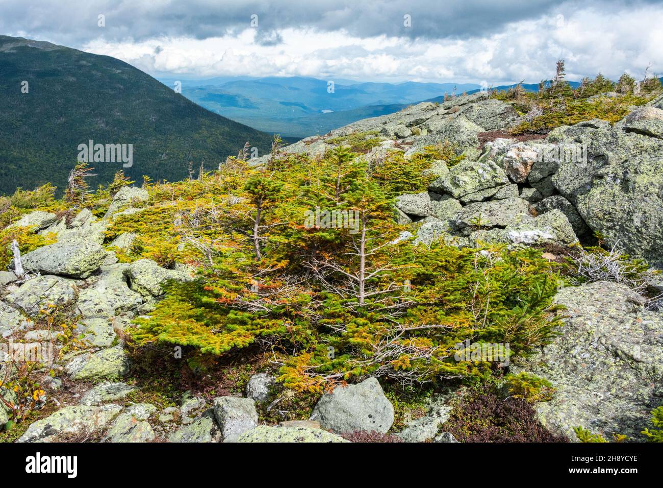 Landscape in the fragile Alpine zone of Mount Washington in New ...
