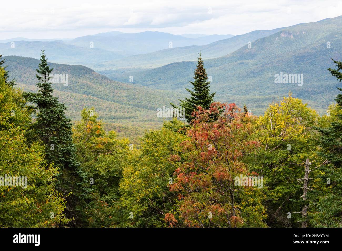 Forest landscape along the Mount Washington Auto Road leading to the ...