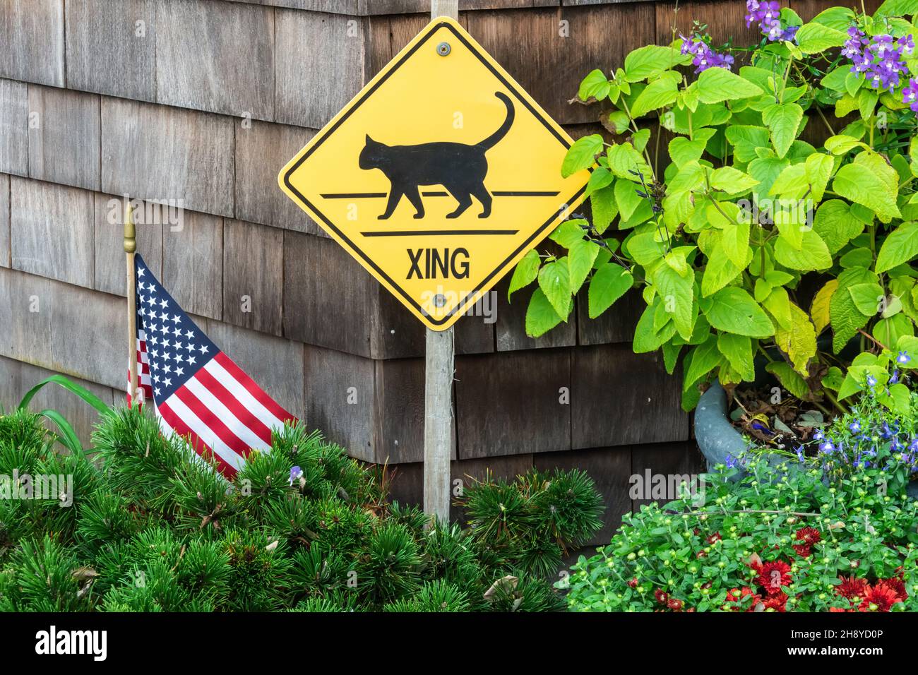 Cat Crossing sign in the United States of America Stock Photo - Alamy