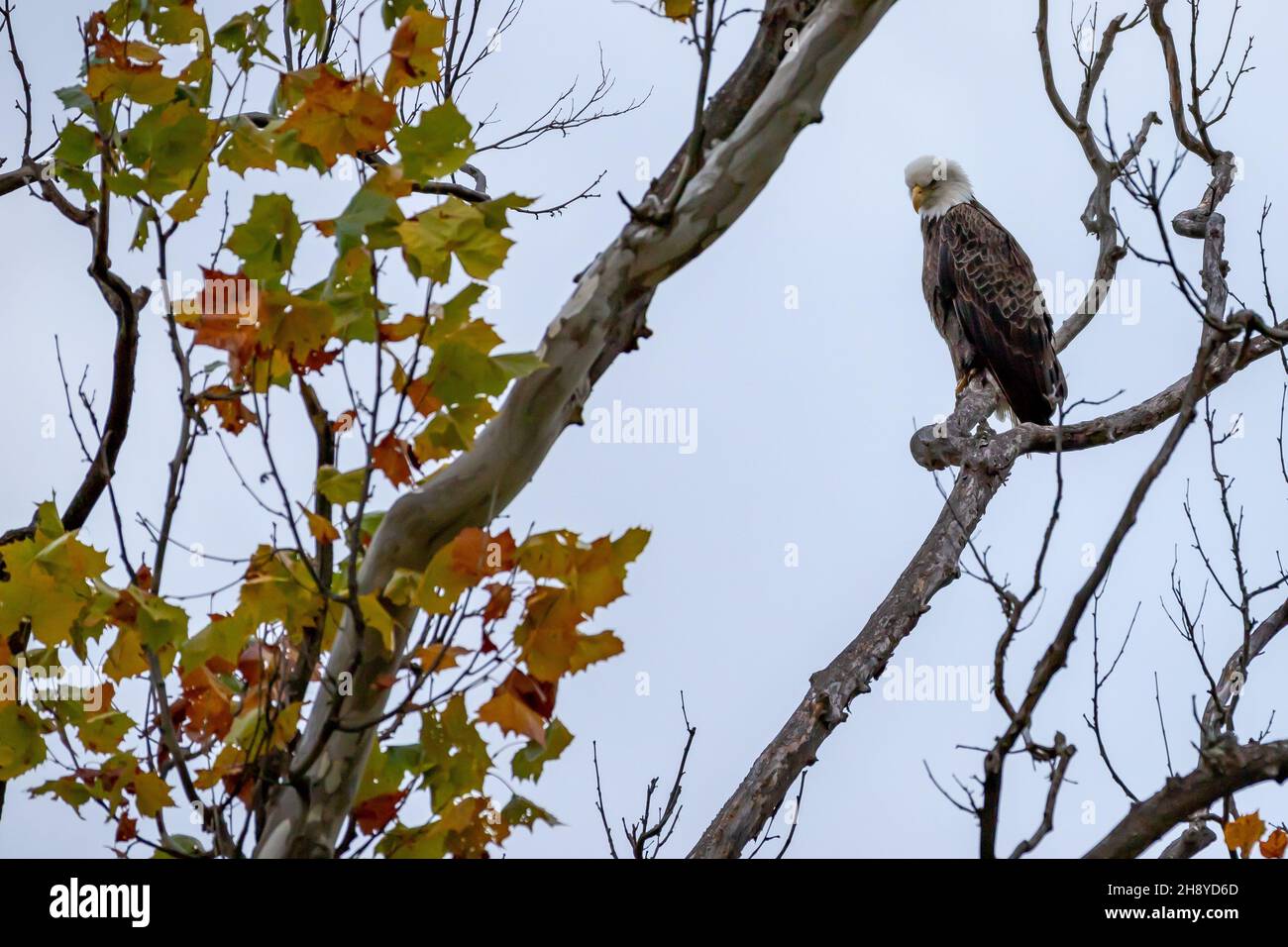 Bald eagle perched on a tree twig against the blue sky Stock Photo - Alamy