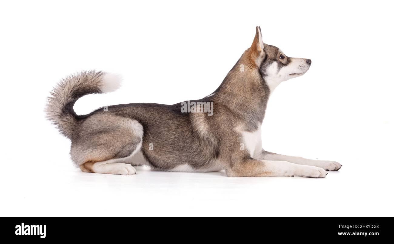 Portrait of a 6 month old Siberian Husky lying down on a white ...