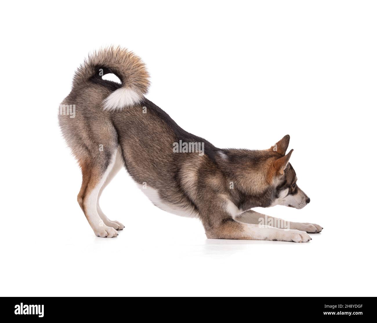 Portrait of a 6 month old Siberian Husky on a white background Stock ...