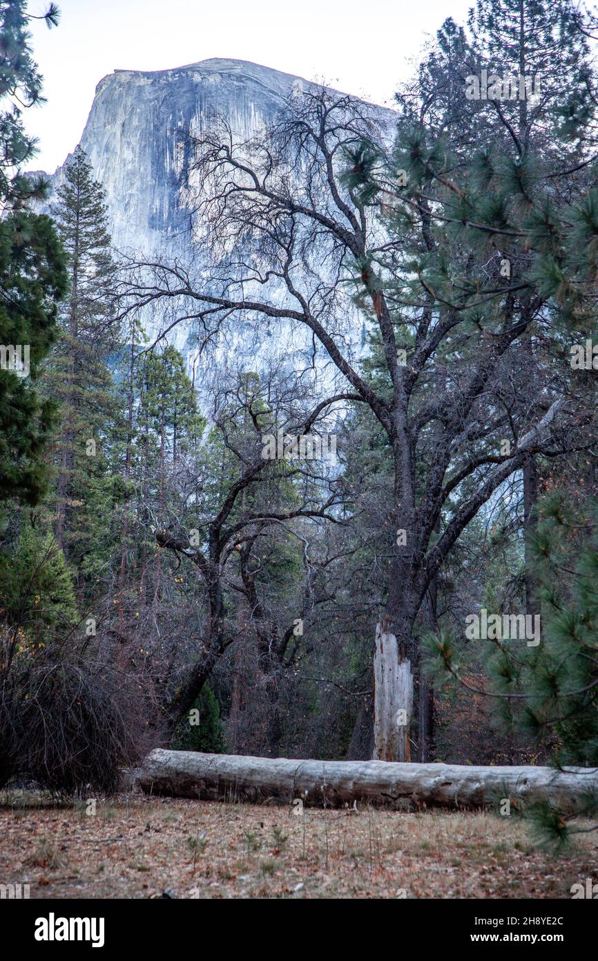 Half Dome from Yosemite Valley, California Stock Photo - Alamy