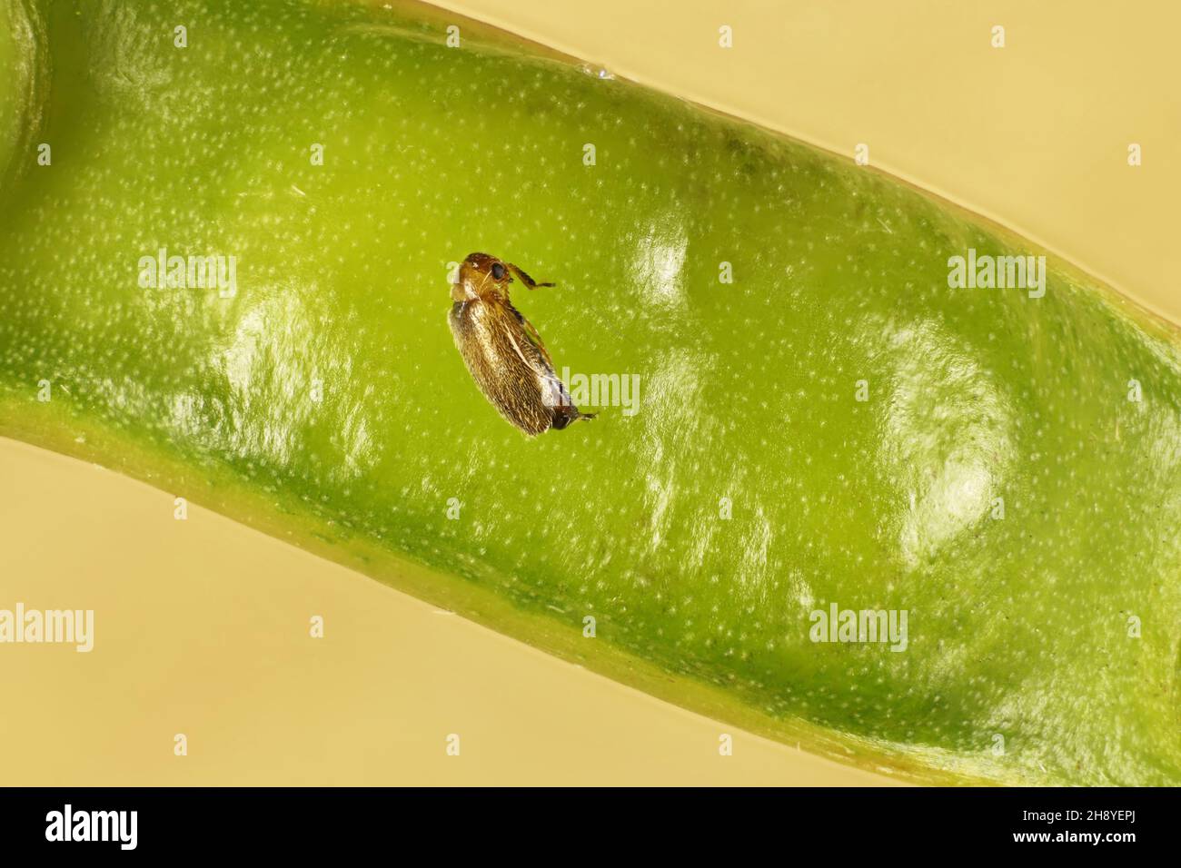 Seed beetle hi-res stock photography and images - Alamy