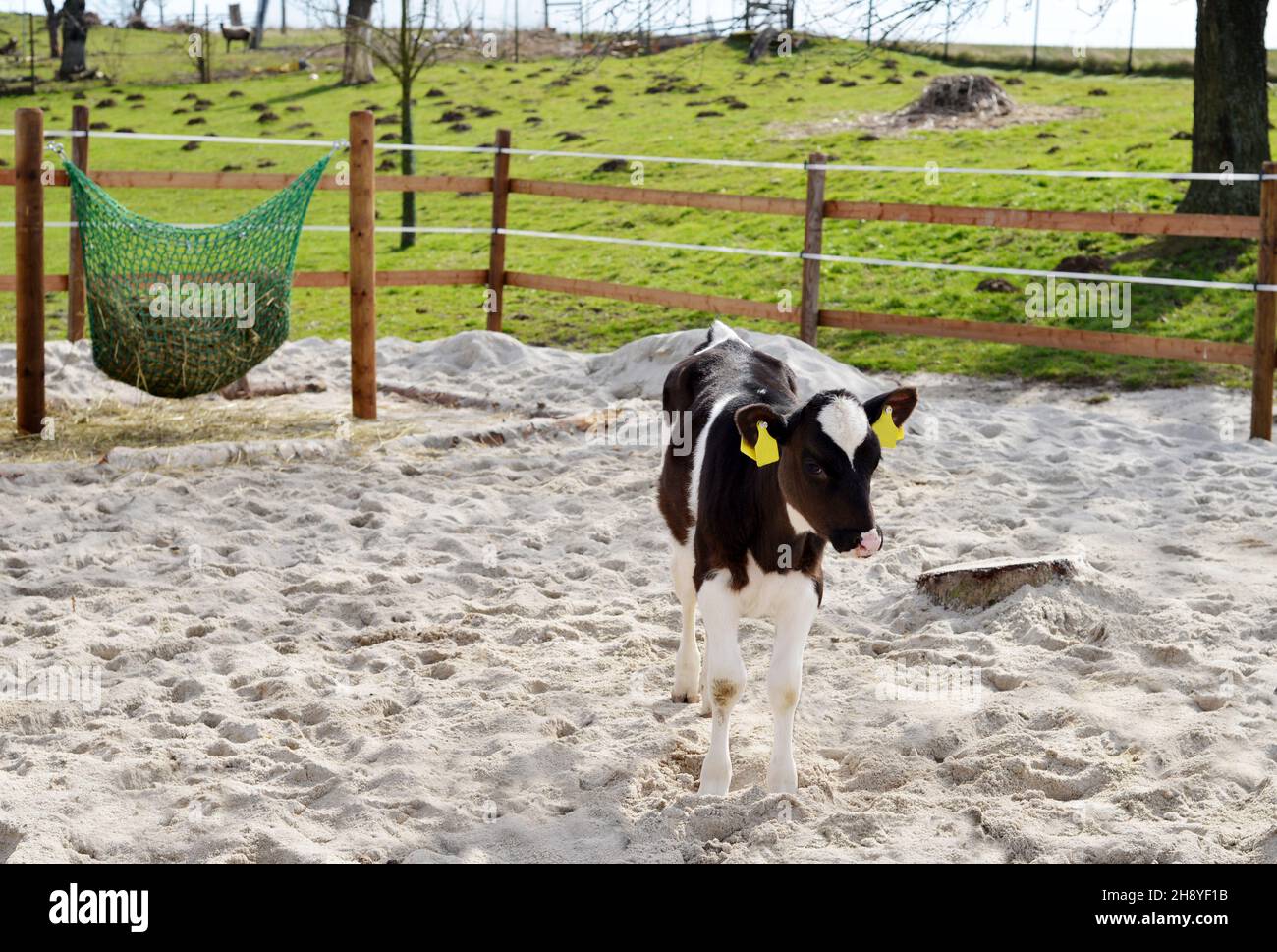 Little calve on farm hi-res stock photography and images - Alamy