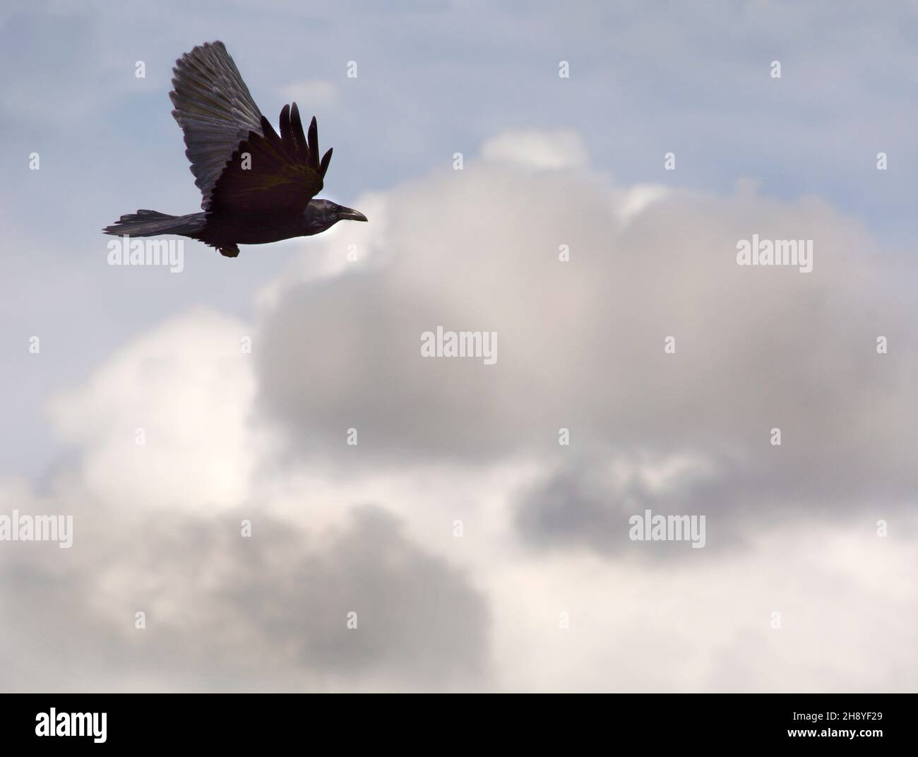 Ravens Flying Wallpaper 1,758 Raven In Flight Stock Photos, High Res