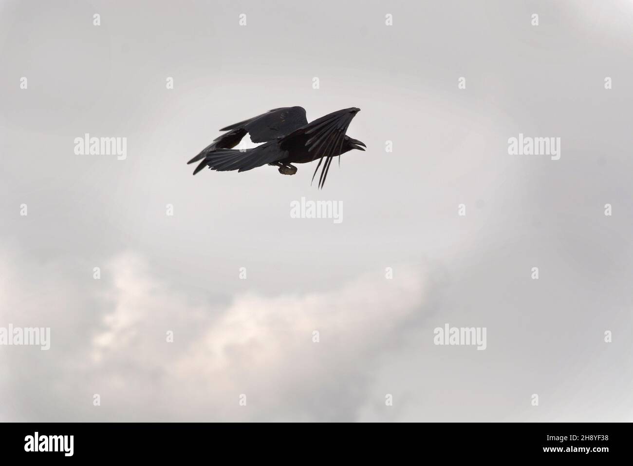 Raven migration hi-res stock photography and images - Alamy