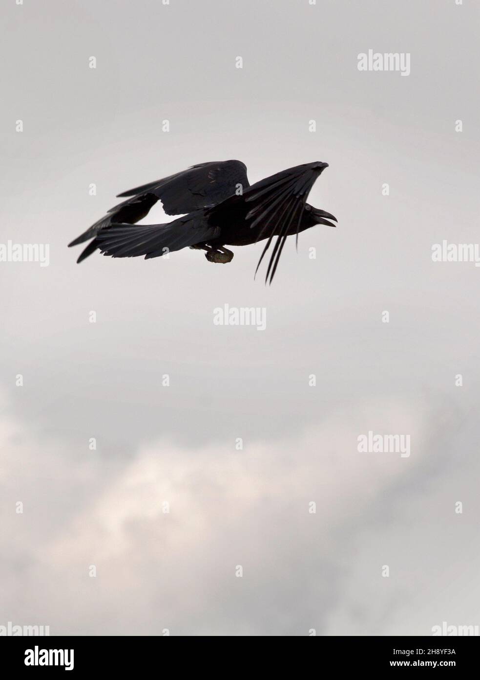 Raven migration hi-res stock photography and images - Alamy