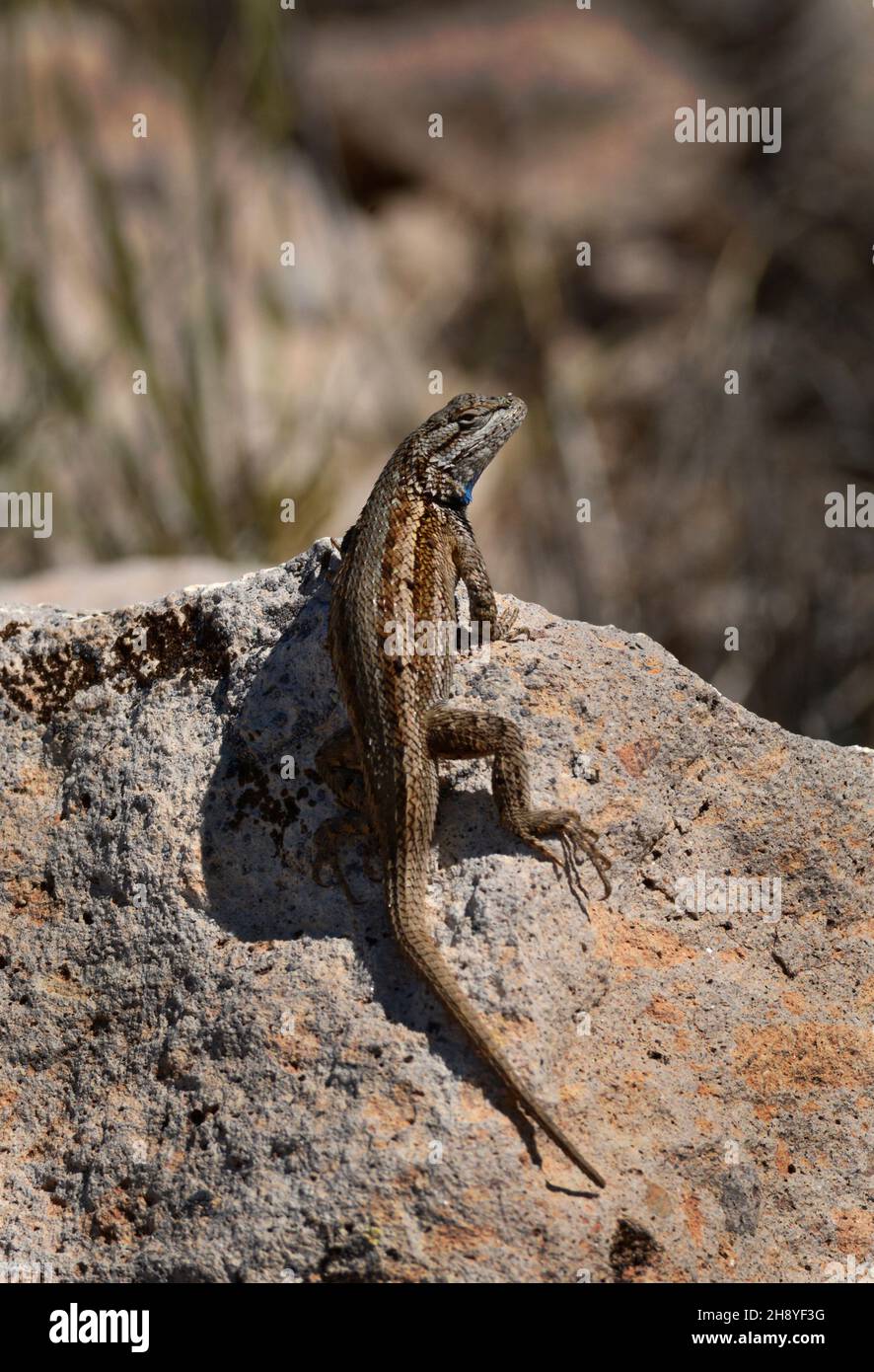 An Eastern fence lizard (Sceloporus undulatus) basks in the sun on a ...