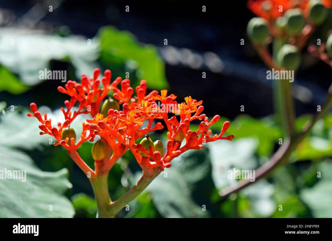 Buddha belly plant flowers (Jatropha podagrica Stock Photo - Alamy
