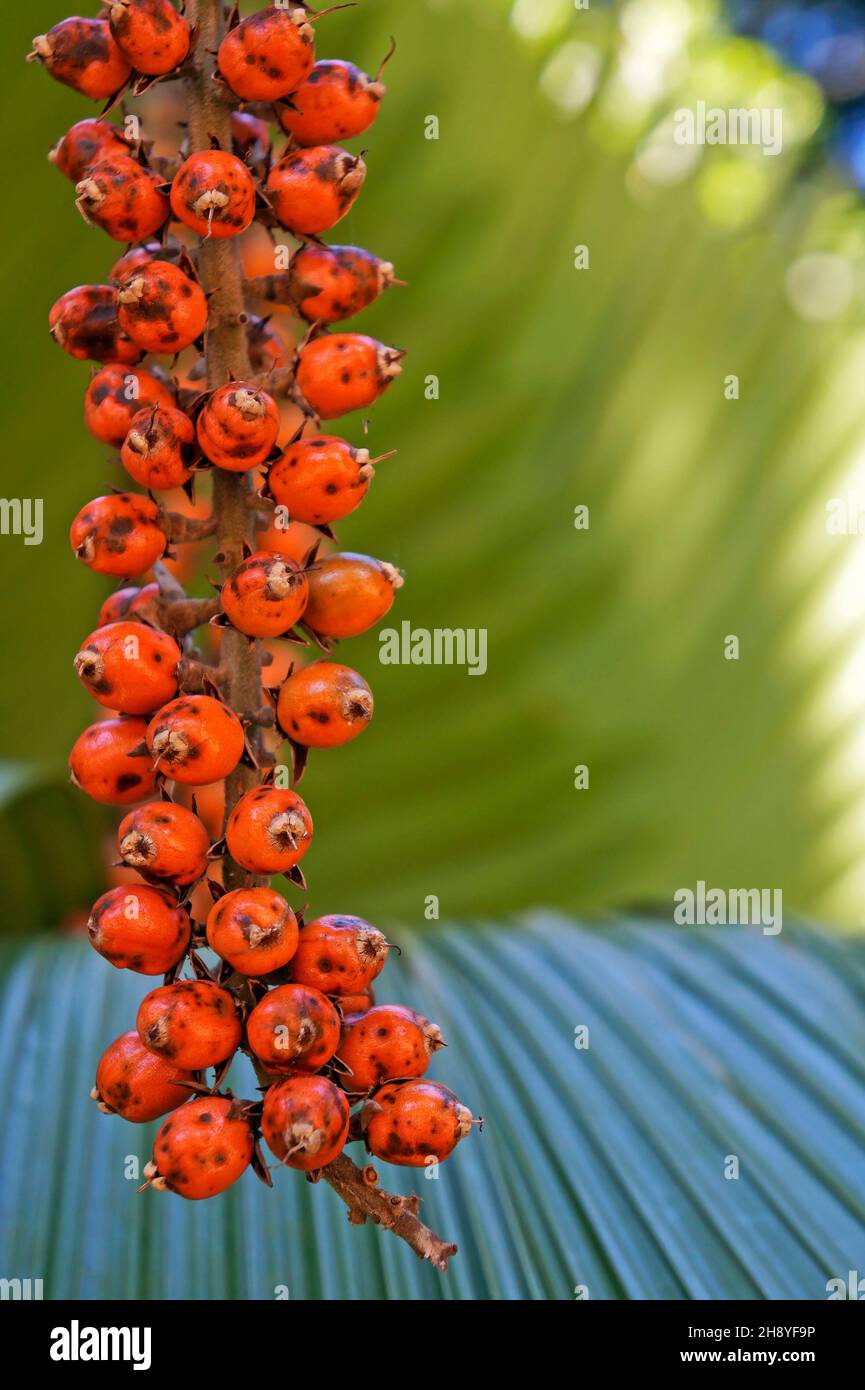Ruffled Fan Palm or Vanuatu Fan Palm fruits (Licuala grandis), Rio ...