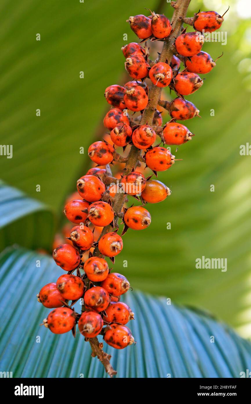 Structure de fructification hi-res stock photography and images - Alamy