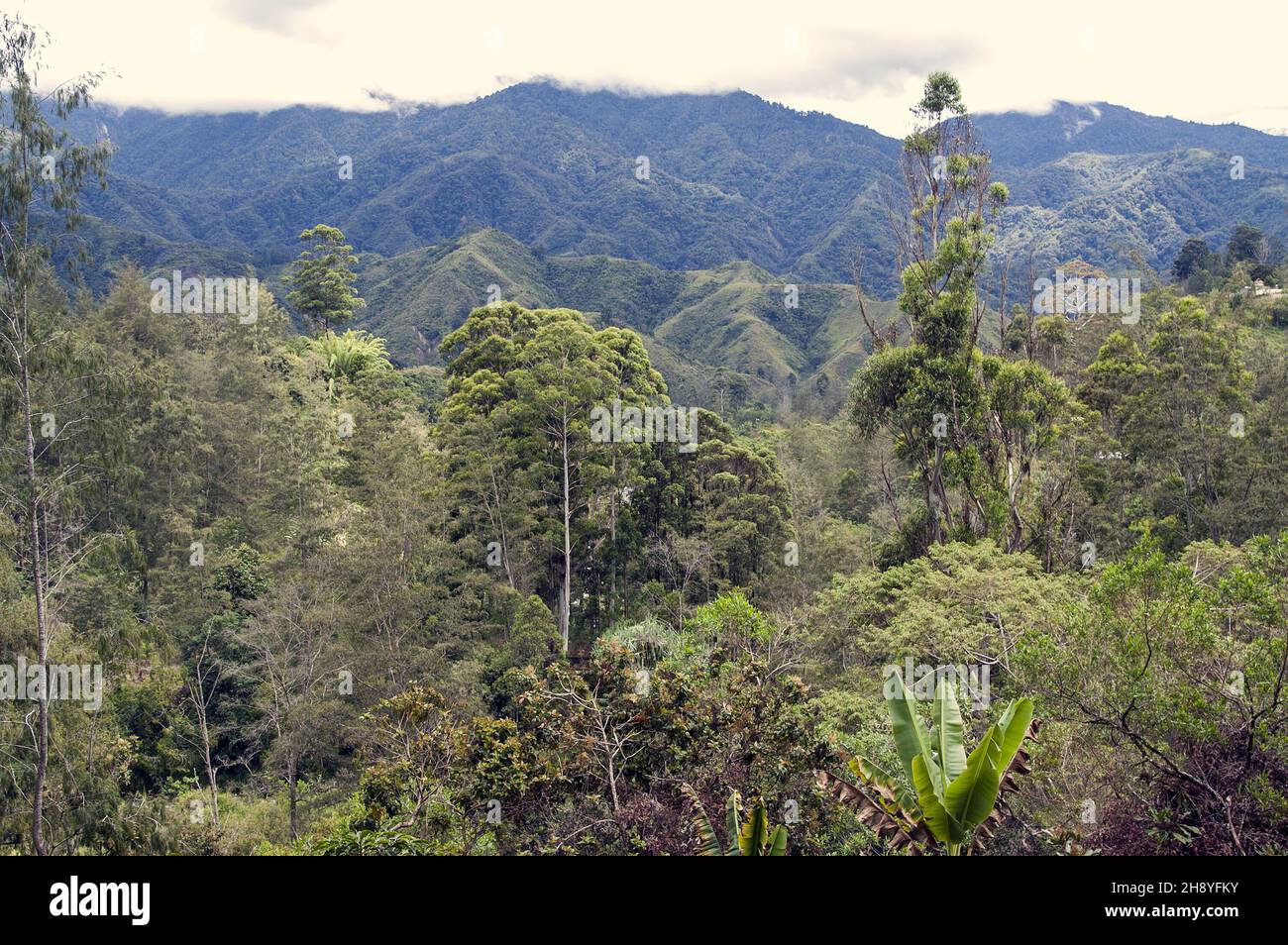 Papua New Guinea; Eastern Highlands; Goroka; Namta (Mefenga); typical ...