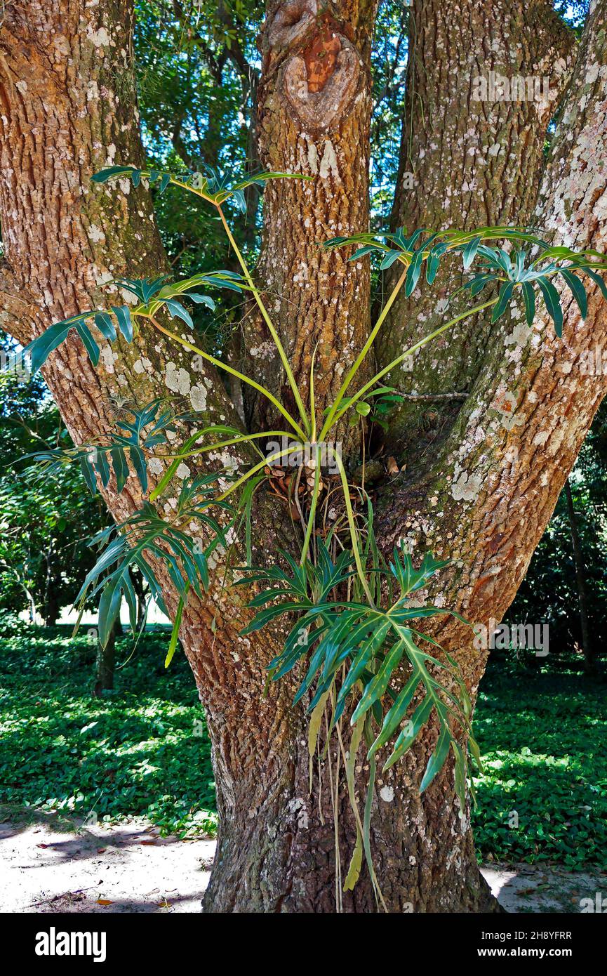 Philodendron on tree (Philodendron selloum Stock Photo - Alamy