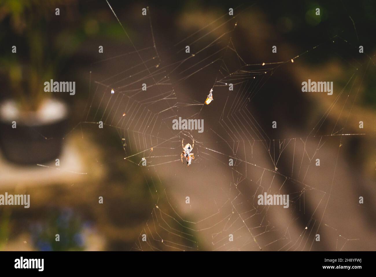 orb spider on spider web eating a dead bug he trapped shot at night in ...