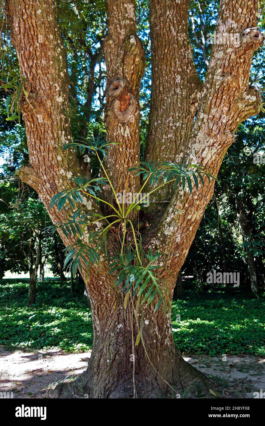 Philodendron on tree (Philodendron selloum Stock Photo - Alamy