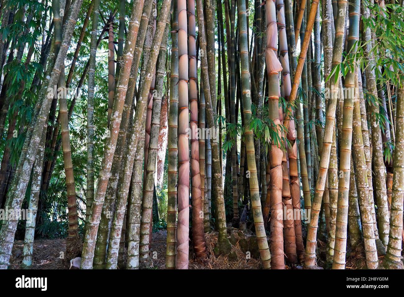 Giant bamboo or dragon bamboo (Dendrocalamus giganteus), Rio de Janeiro ...