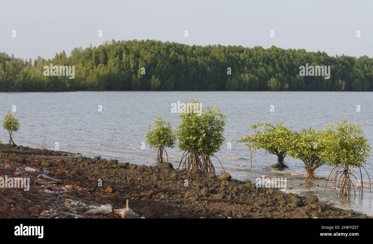 Young mangrove trees grow in the mud on the edge of the Gambia River ...