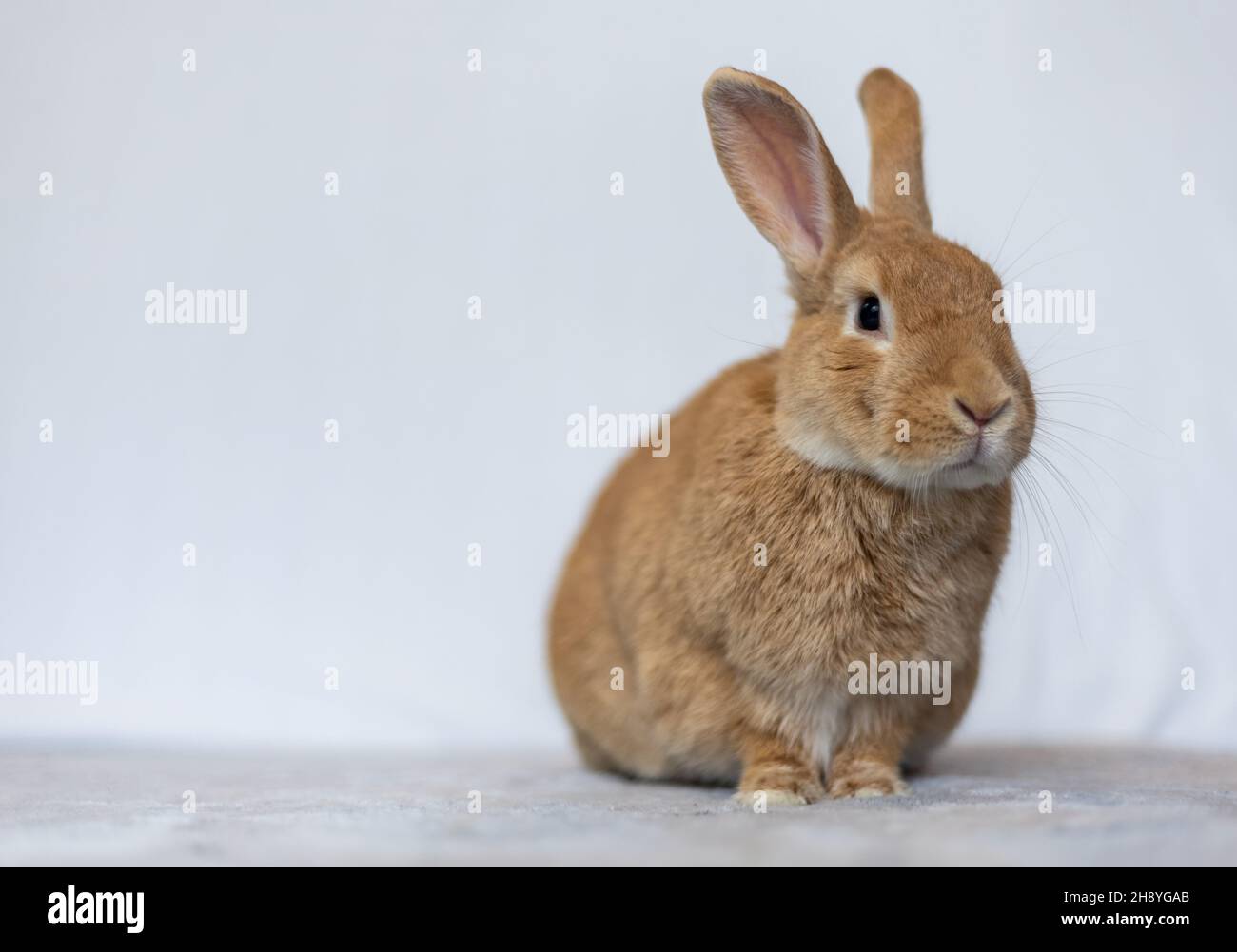 Rufus rabbit sitting up posing white background copy space Stock Photo ...