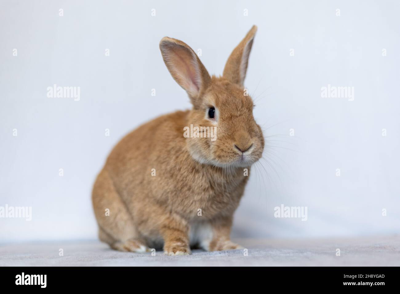 Rufus rabbit sitting up posing white background copy space Stock Photo ...