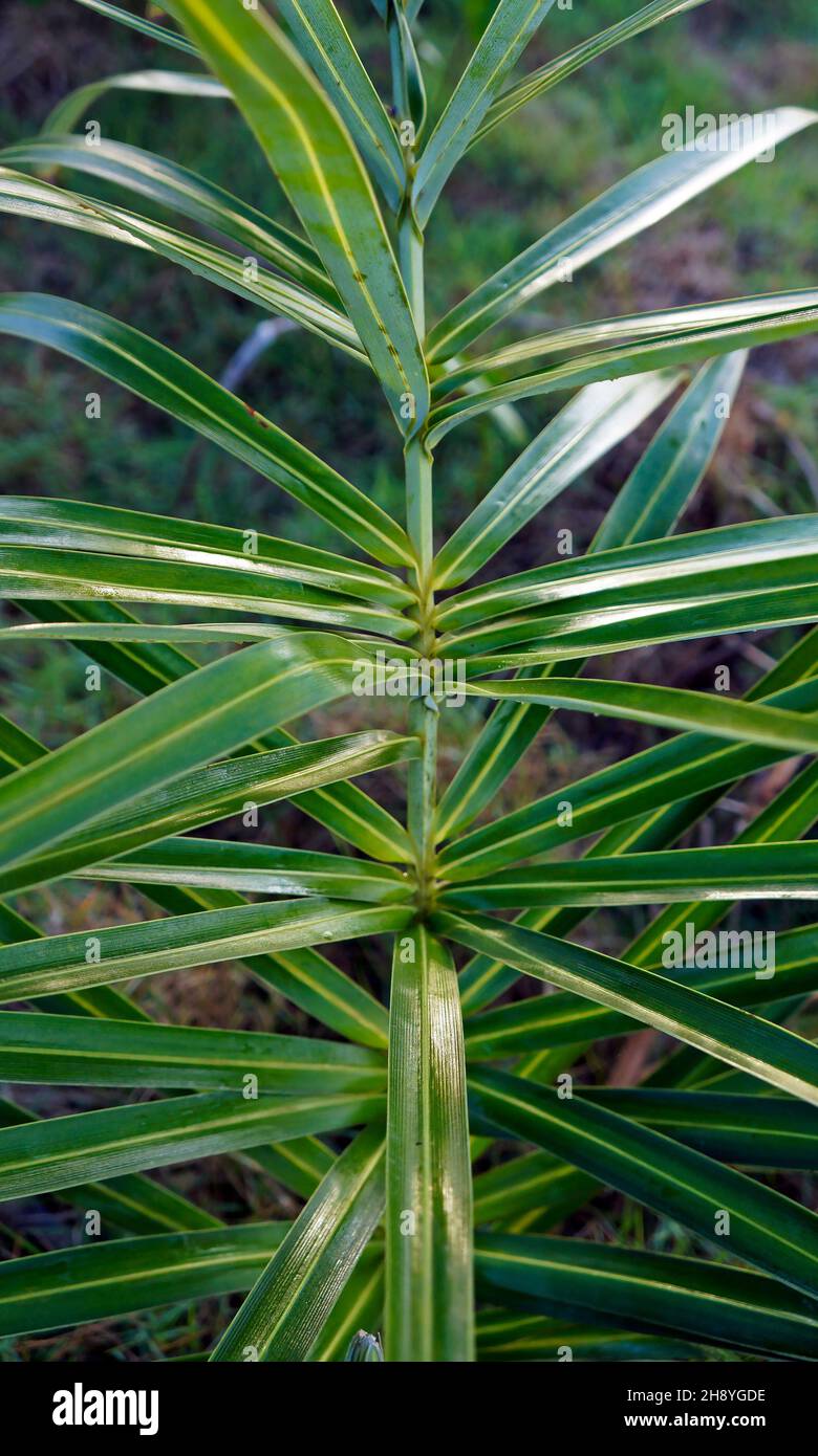 Seashore palm leaf (Allagoptera arenaria), Rio de Janeiro Stock Photo ...