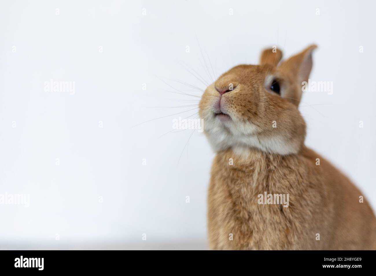 Rufus rabbit looking up white background copy space Stock Photo - Alamy