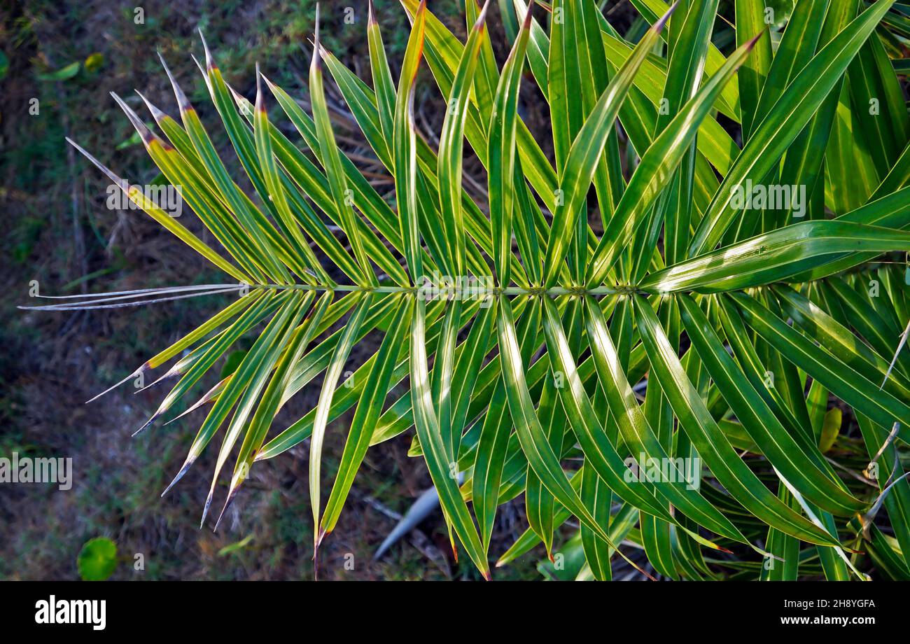 Seashore palm leaf (Allagoptera arenaria), Rio de Janeiro Stock Photo ...