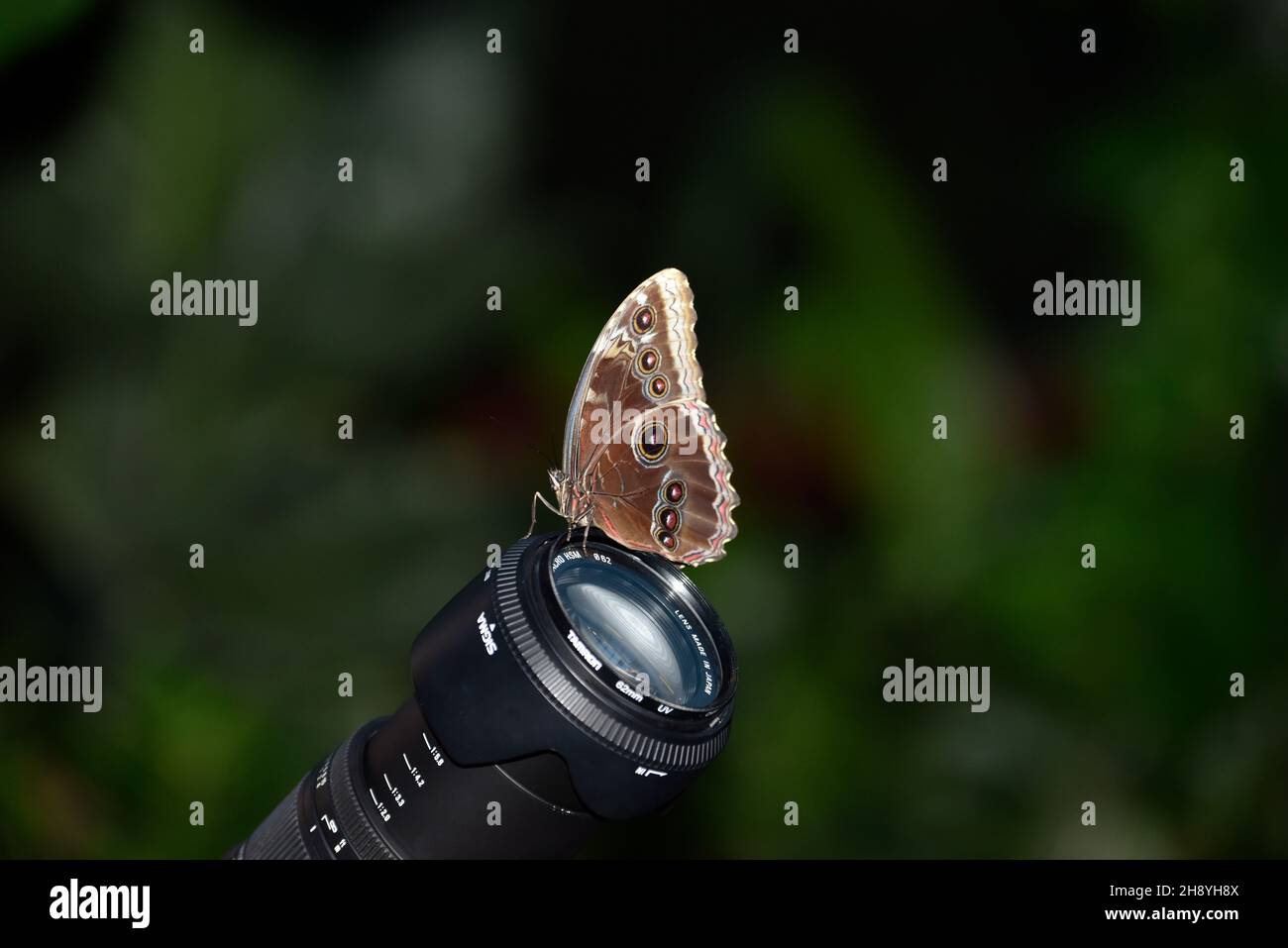 Schmetterling so nah ran wie möglich, Herrenhäuser Gärten, Hannover ...