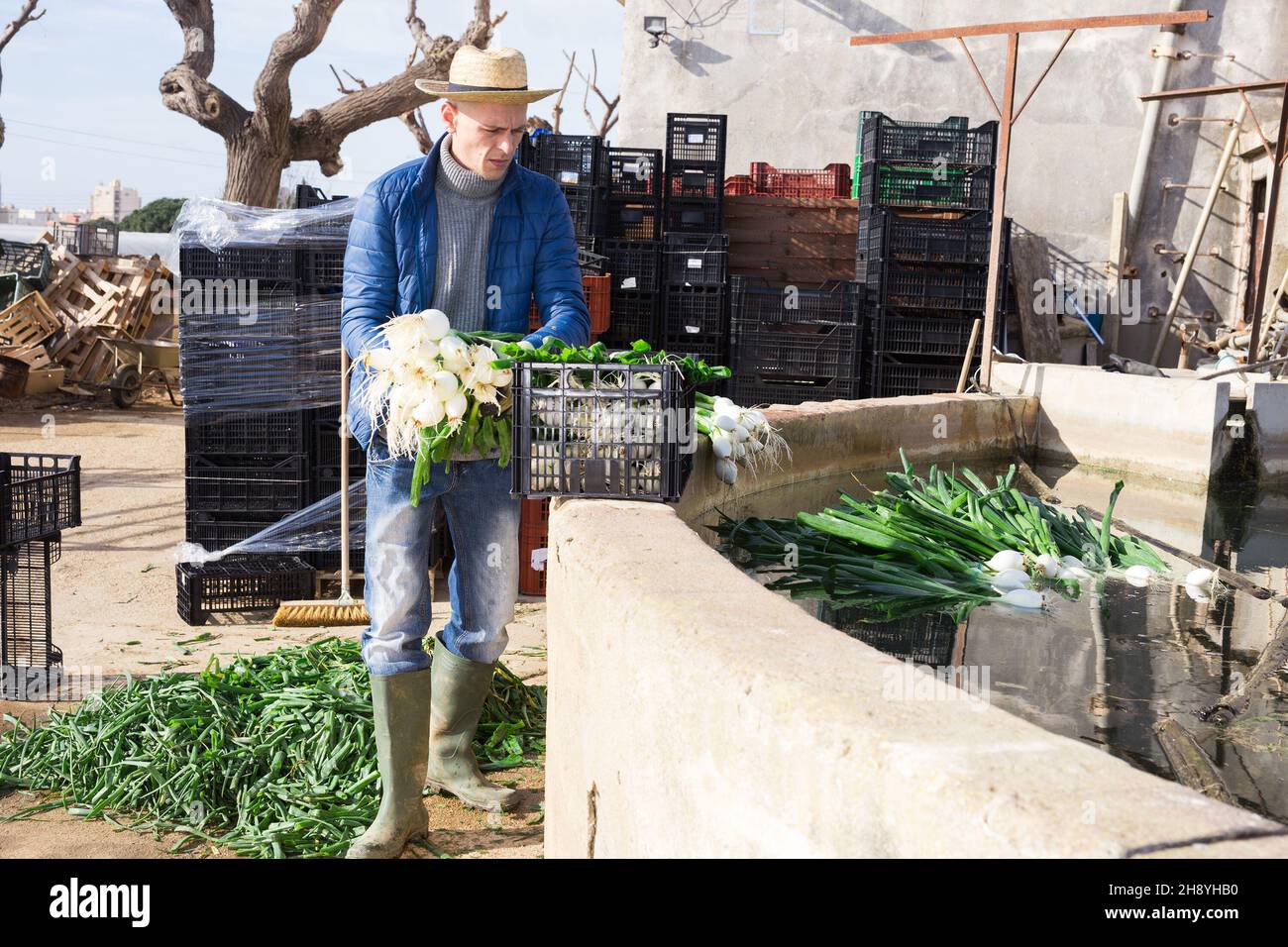 Farmer washing green onions during spring harvest Stock Photo - Alamy