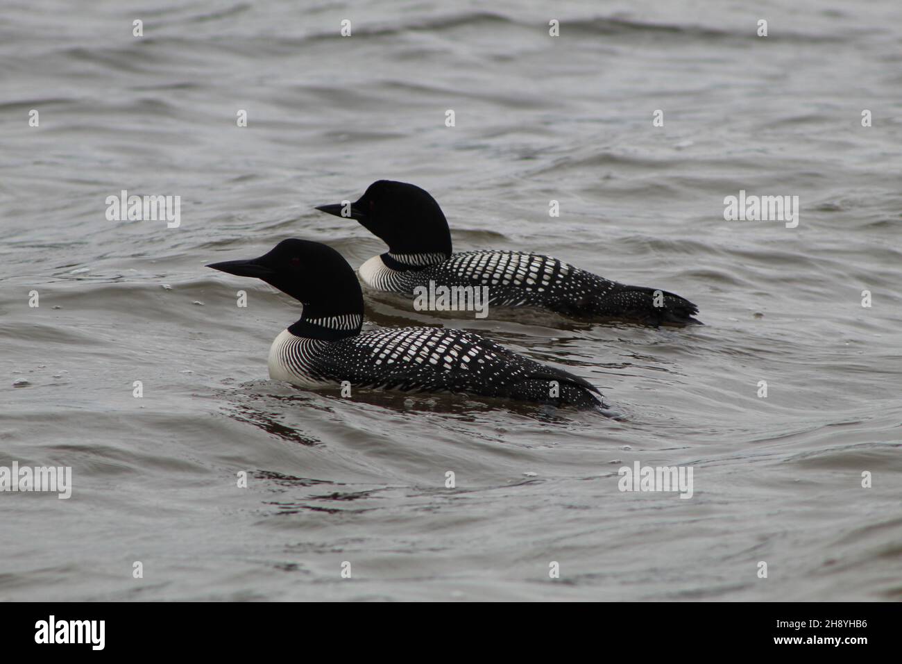 Pair of common loons swimming, Gavia Immer, Photo was taken in Alberta ...