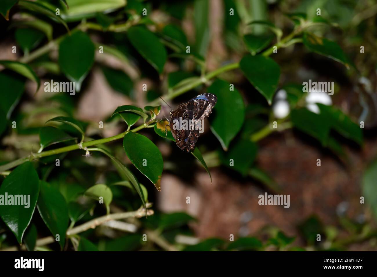 Schmetterling so nah ran wie möglich, Herrenhäuser Gärten, Hannover ...