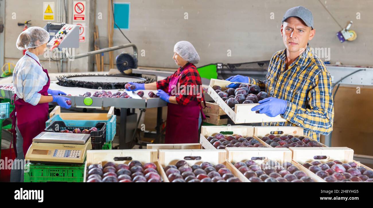 Three workers sorting and packing plums in sorting room Stock Photo - Alamy