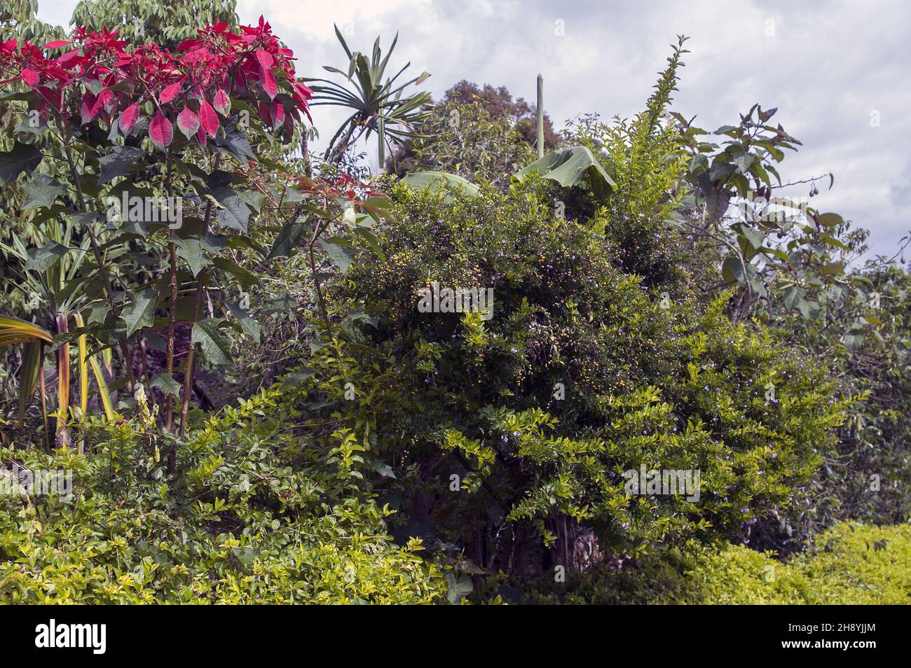Especies de arbustos hi-res stock photography and images - Alamy