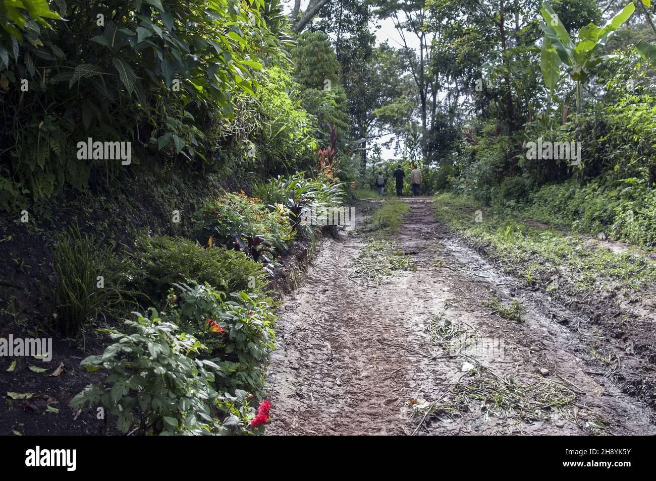 Camino fangoso de tierra en el monte hi-res stock photography and ...