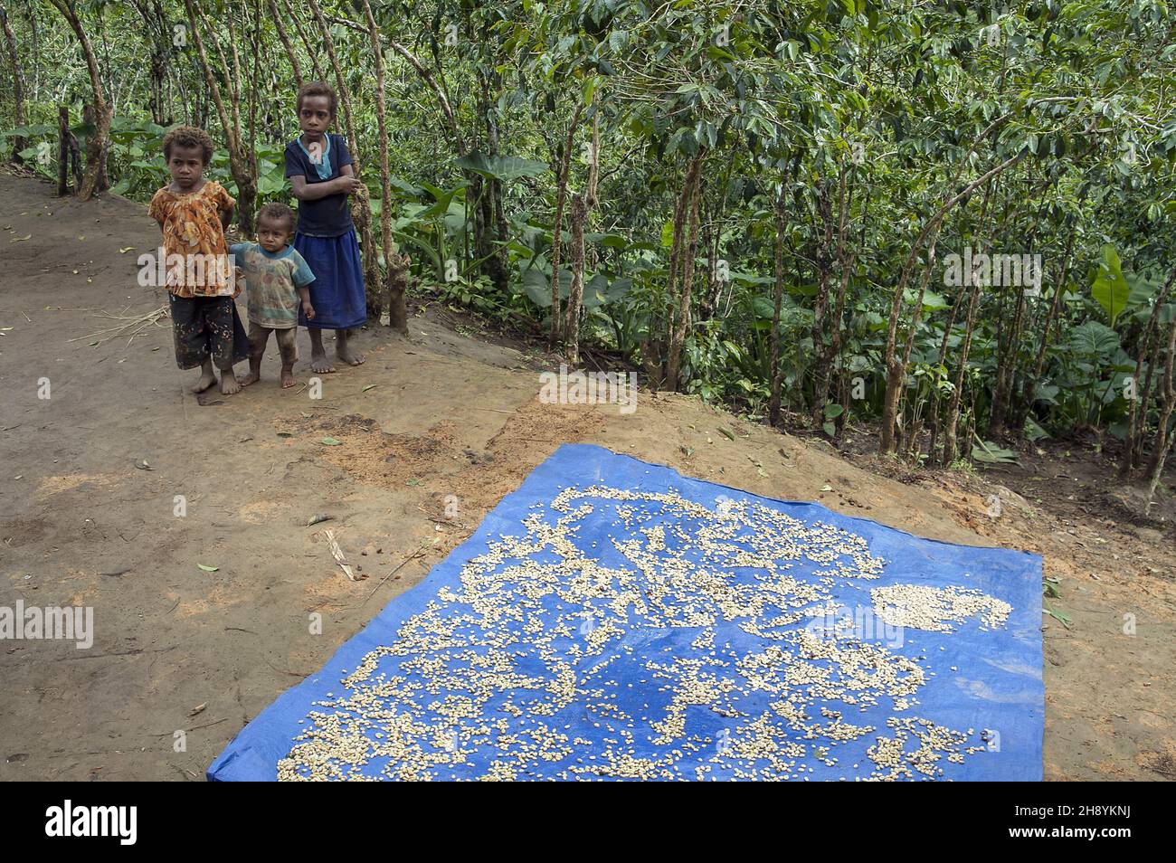 Papua New Guinea; Eastern Highlands; Goroka; Coffee beans dried in the ...