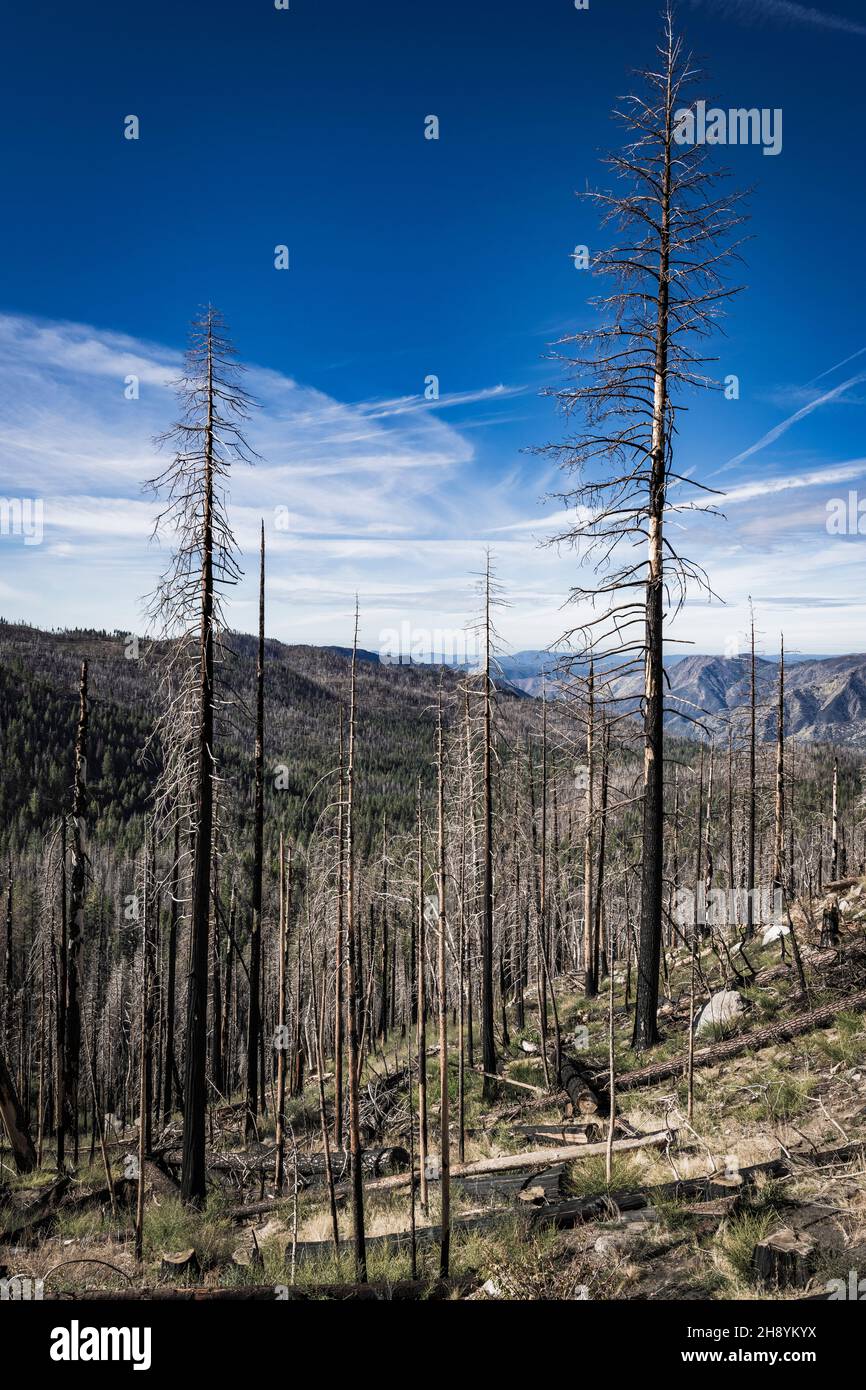 Burned trees from a forest fire, Yosemite National Park, California USA ...