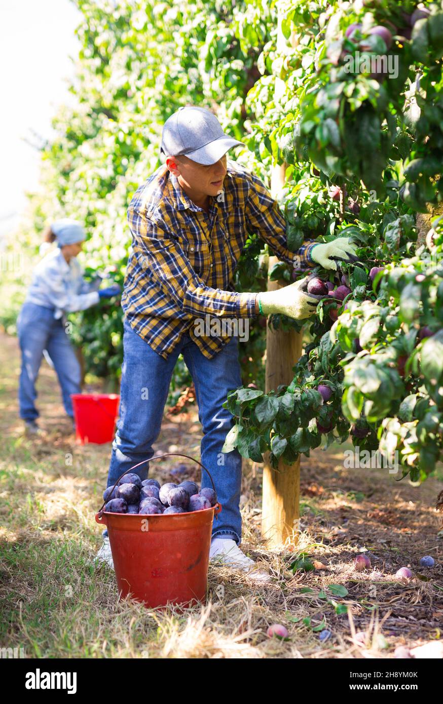 Farm worker gathering harvest of plums in green orchard Stock Photo - Alamy
