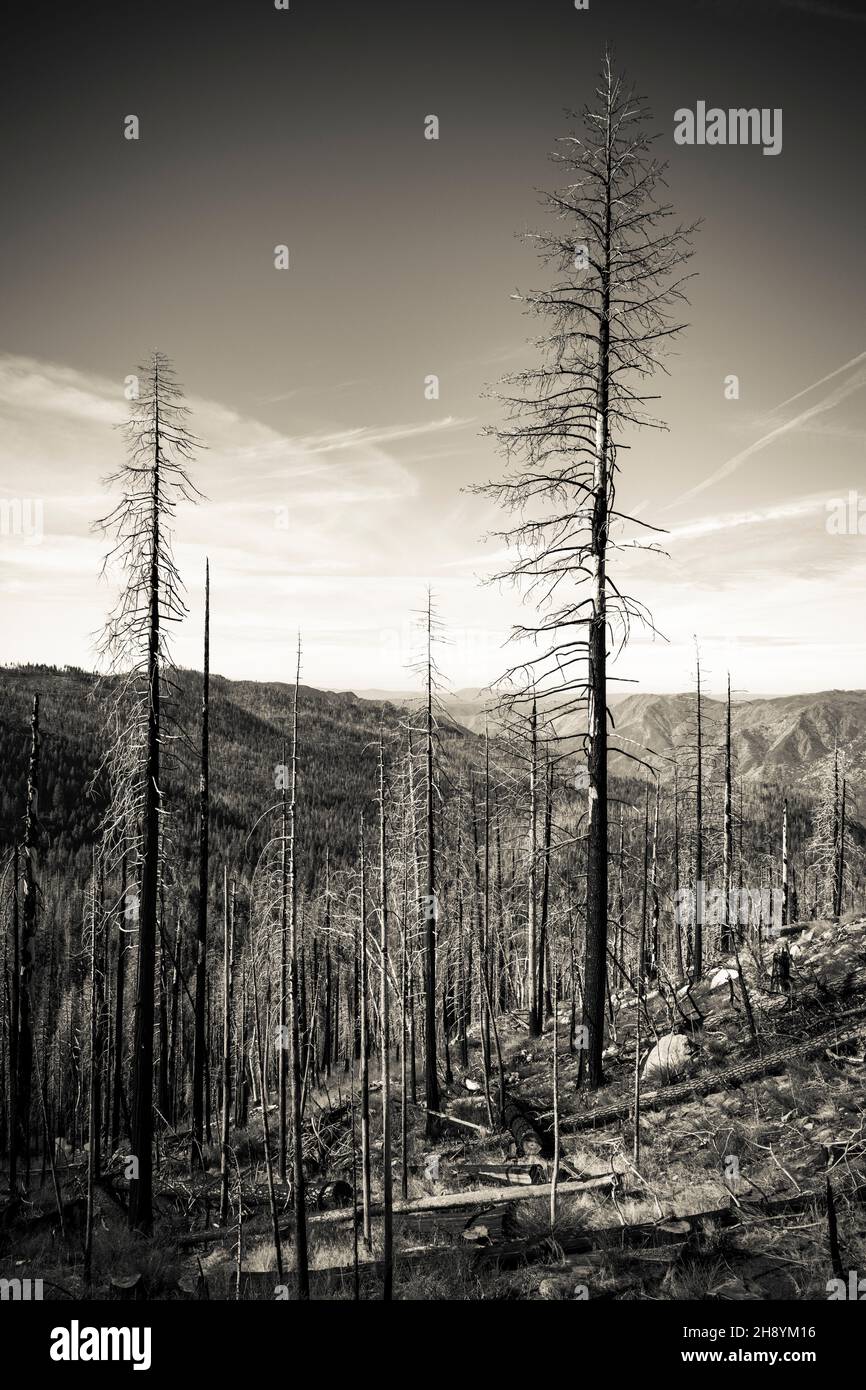 Burned trees from a forest fire, Yosemite National Park, California USA ...