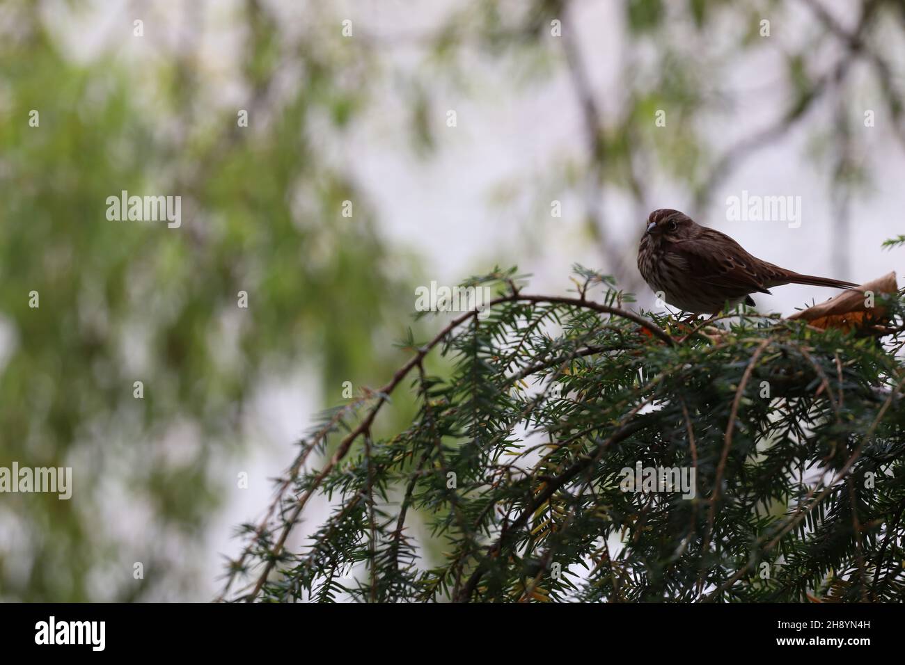 Chubby bird hi-res stock photography and images - Alamy