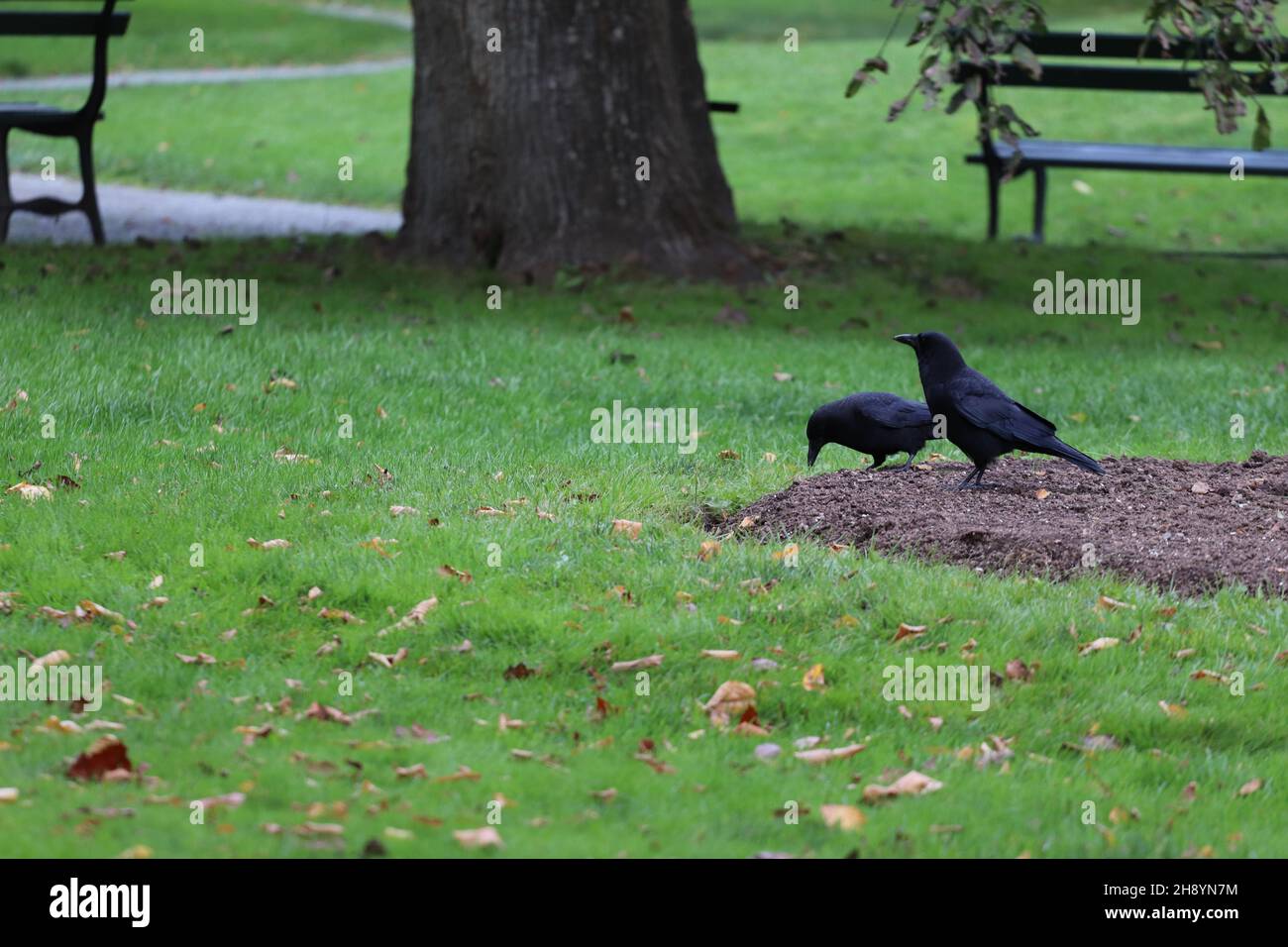 Pair of pitch-black ravens picking at the ground in a sunny park with ...