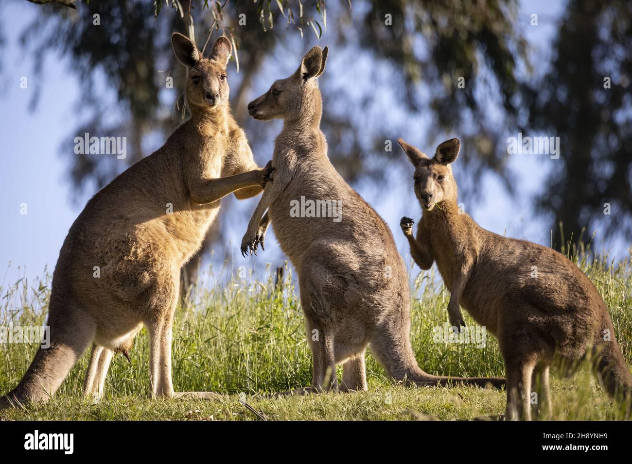 Melbourne zoo kangaroo hi-res stock photography and images - Alamy