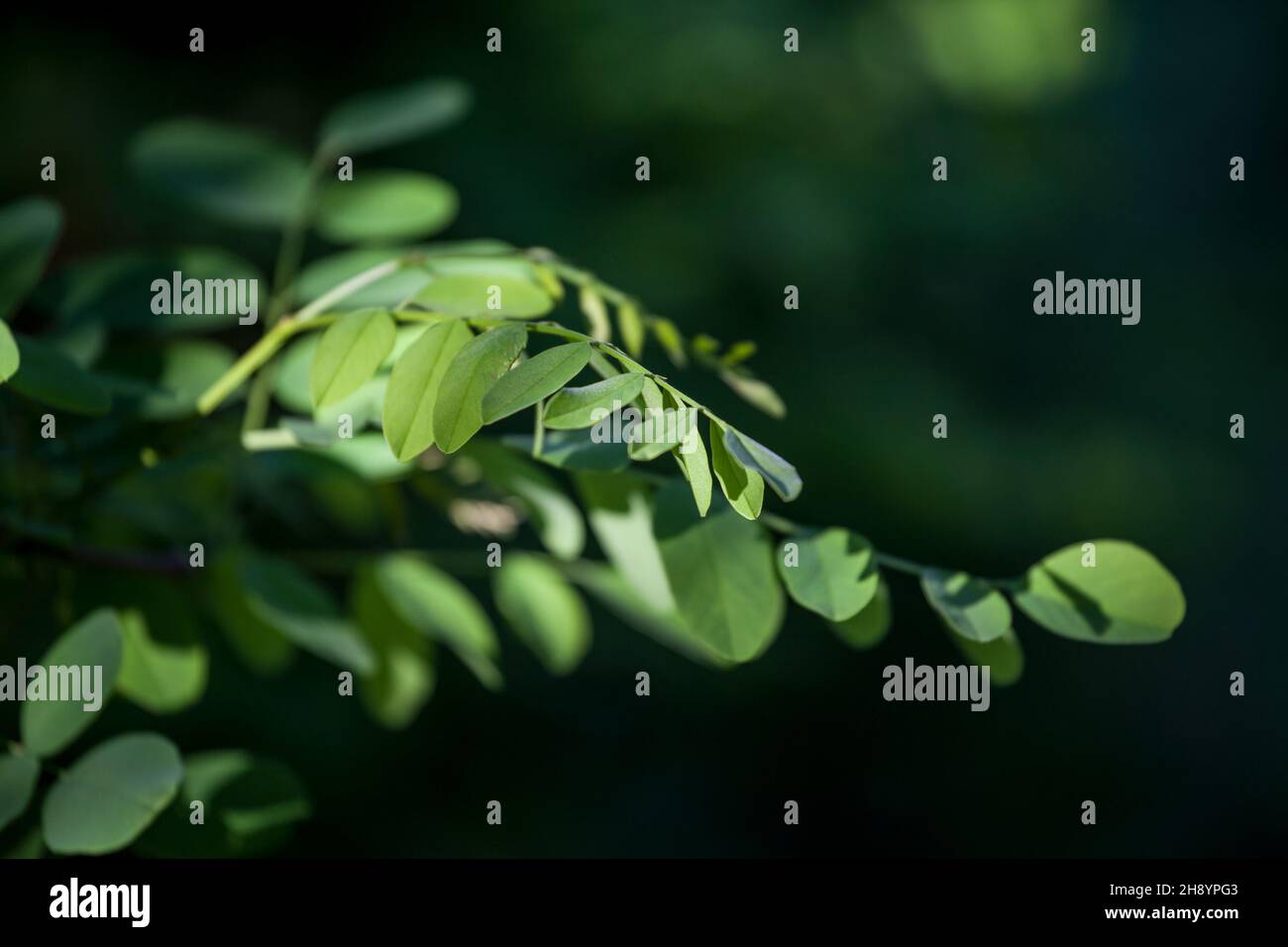 Picture of a branch and leaves of an European Acacia. Acacia, commonly ...
