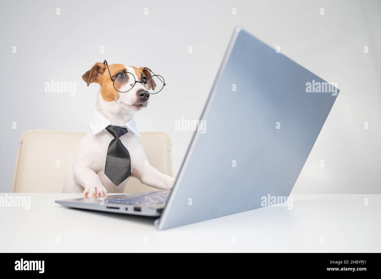 Dog jack russell terrier in glasses and a tie sits at a desk and works ...