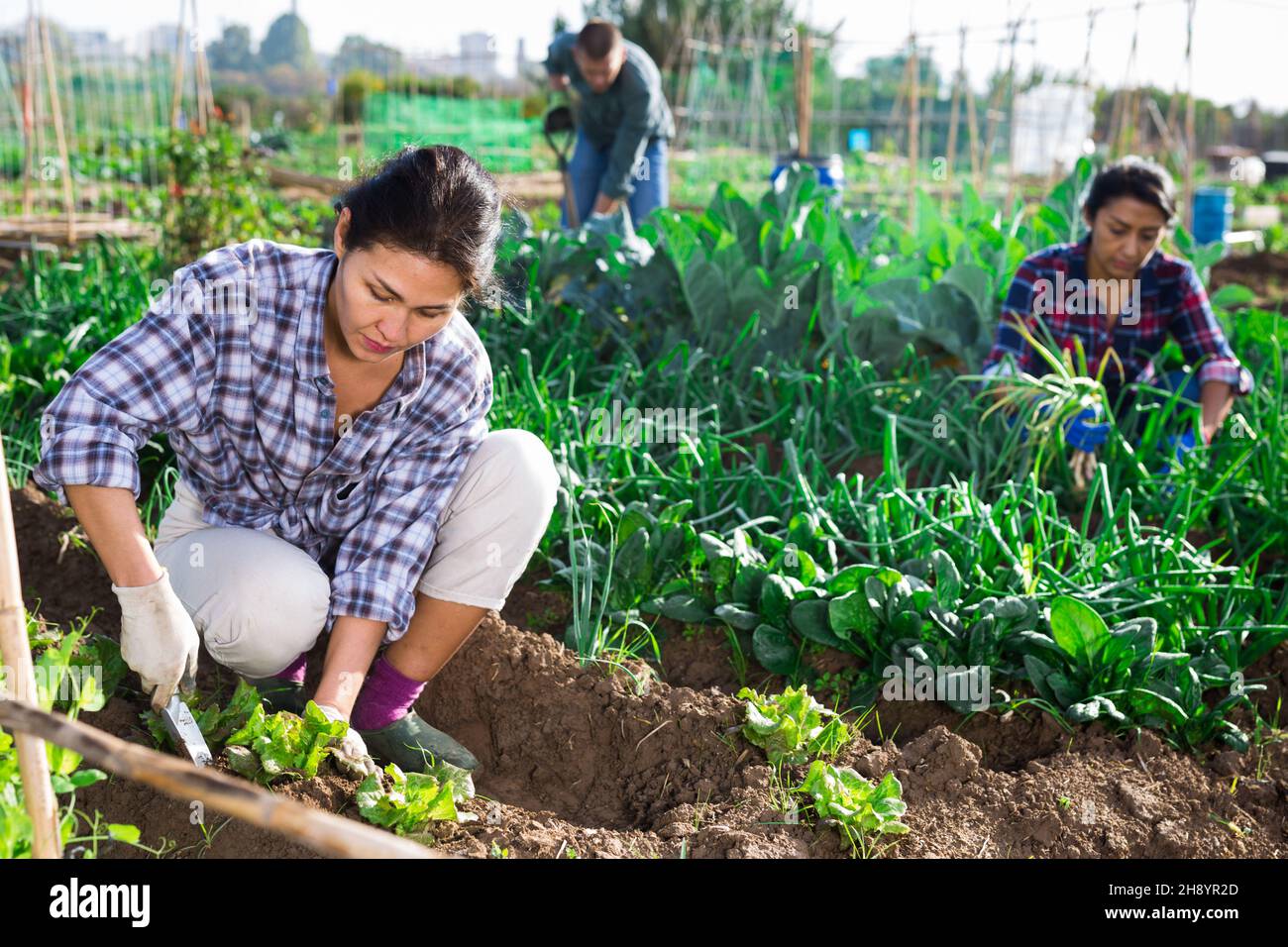 Hoeing vegetable beds hi-res stock photography and images - Alamy