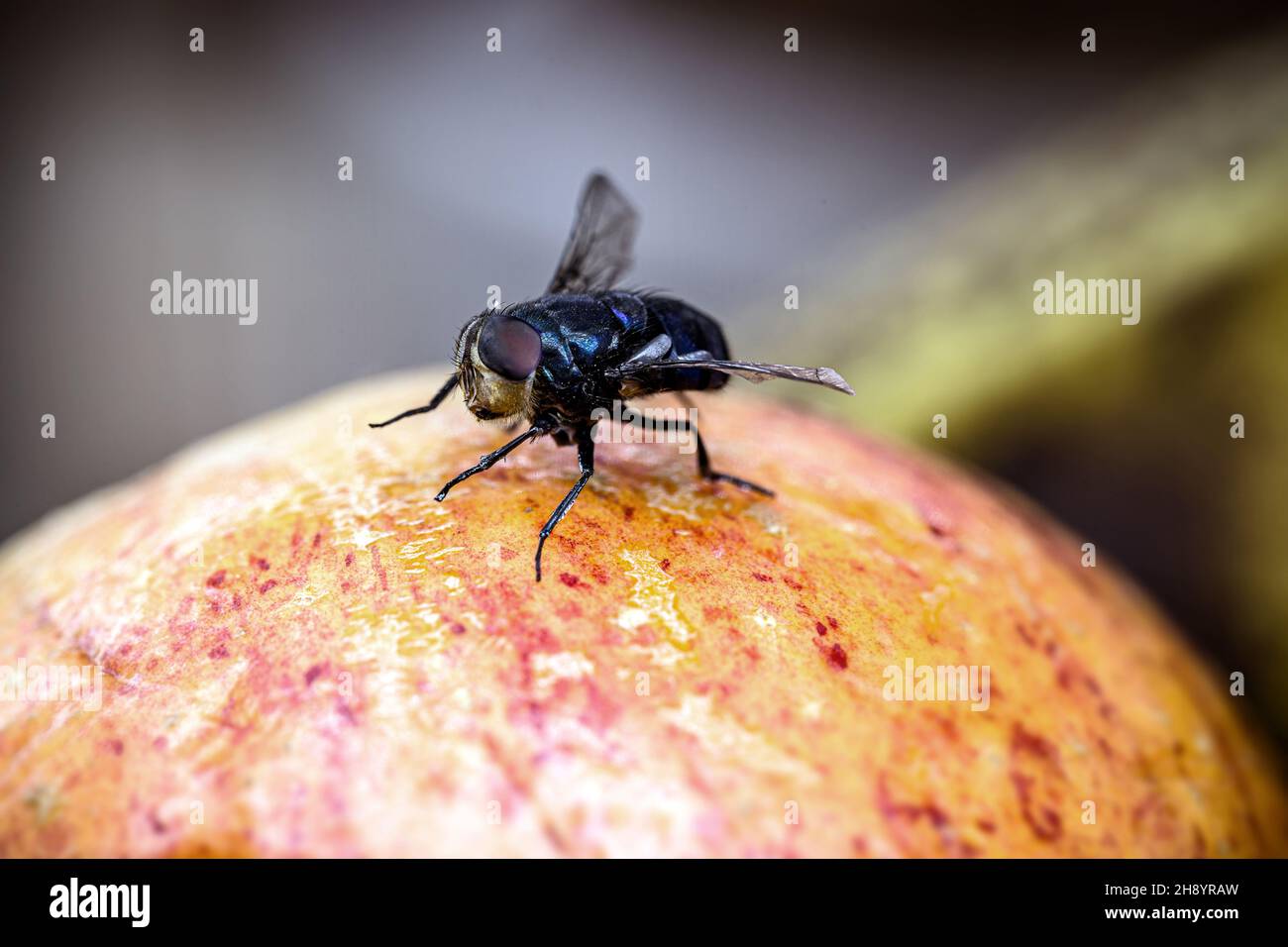 Fruit fly on banana macro hi-res stock photography and images - Alamy