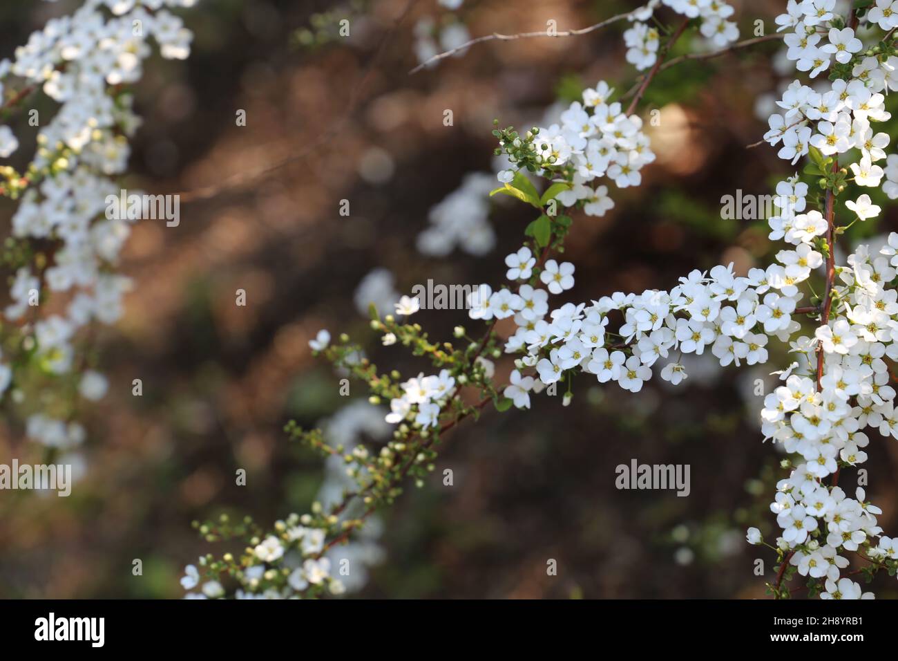 Japanese flora hi-res stock photography and images - Alamy