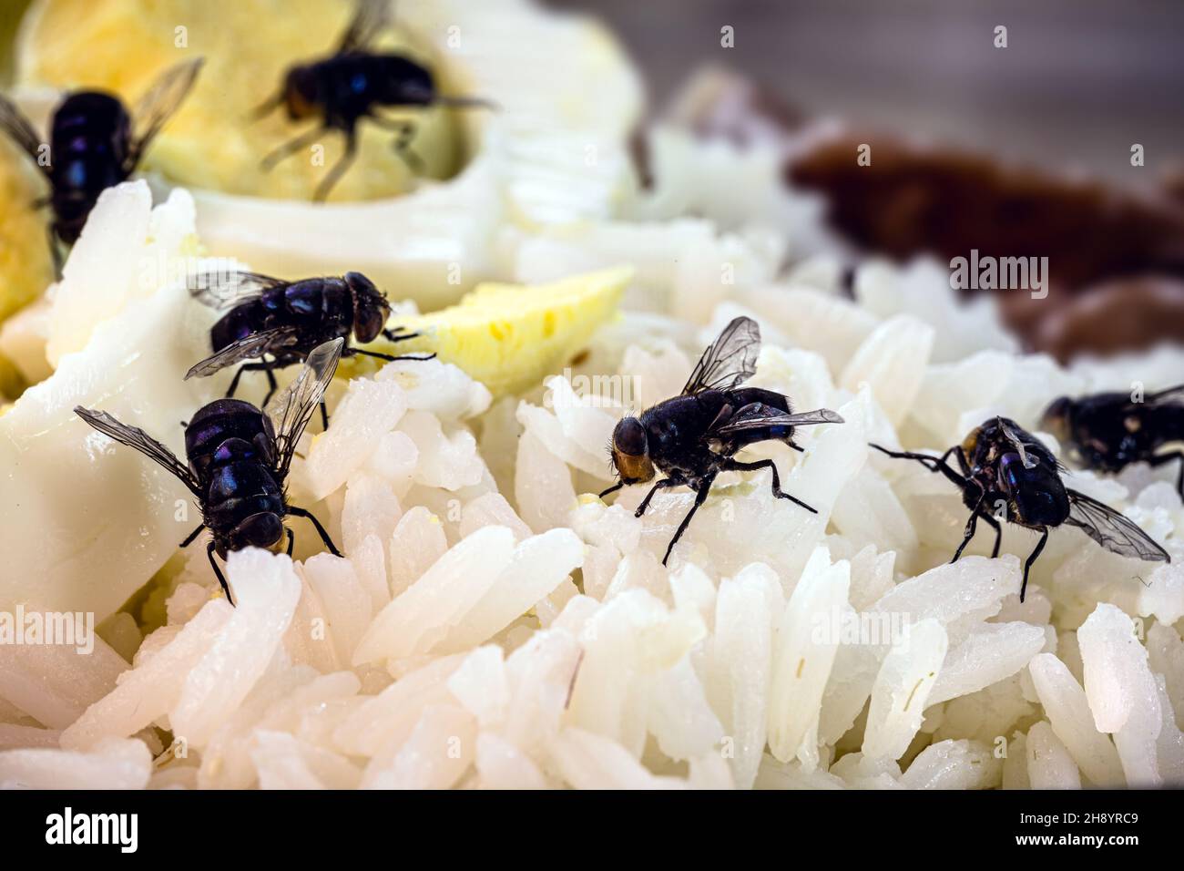 Food With Flies