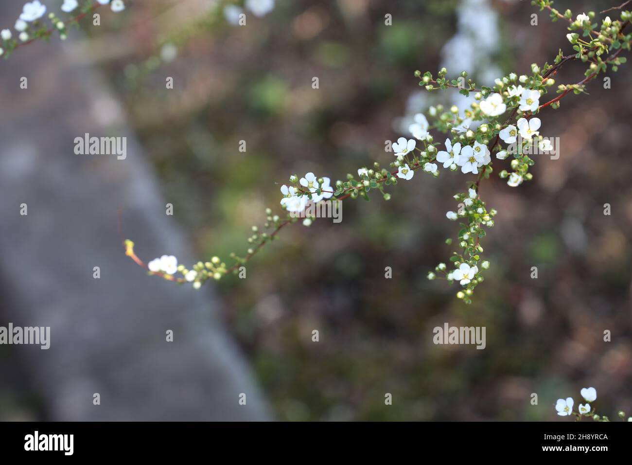 Japanese white flower hi-res stock photography and images - Alamy
