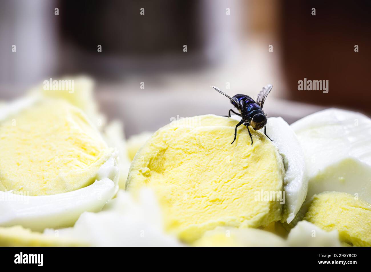 Infestation flies on food hi-res stock photography and images - Alamy