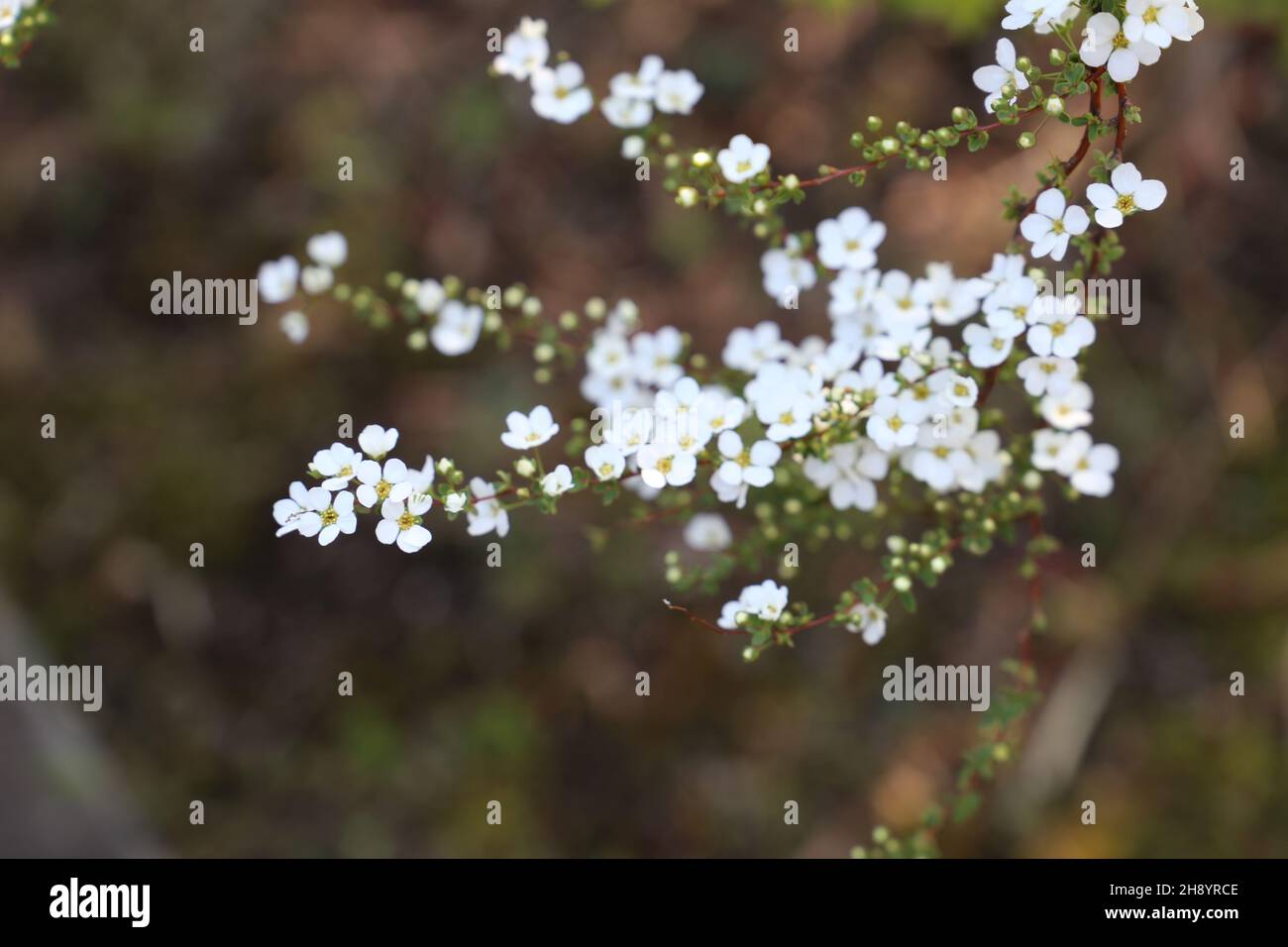 Japanese white flower hi-res stock photography and images - Alamy